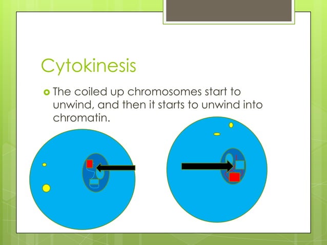 The steps of mitosis | PPTX