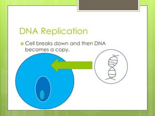 The steps of mitosis | PPTX