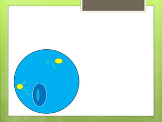 The steps of mitosis | PPTX