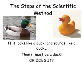 The steps of the scientific method | PPT | Physics | Science