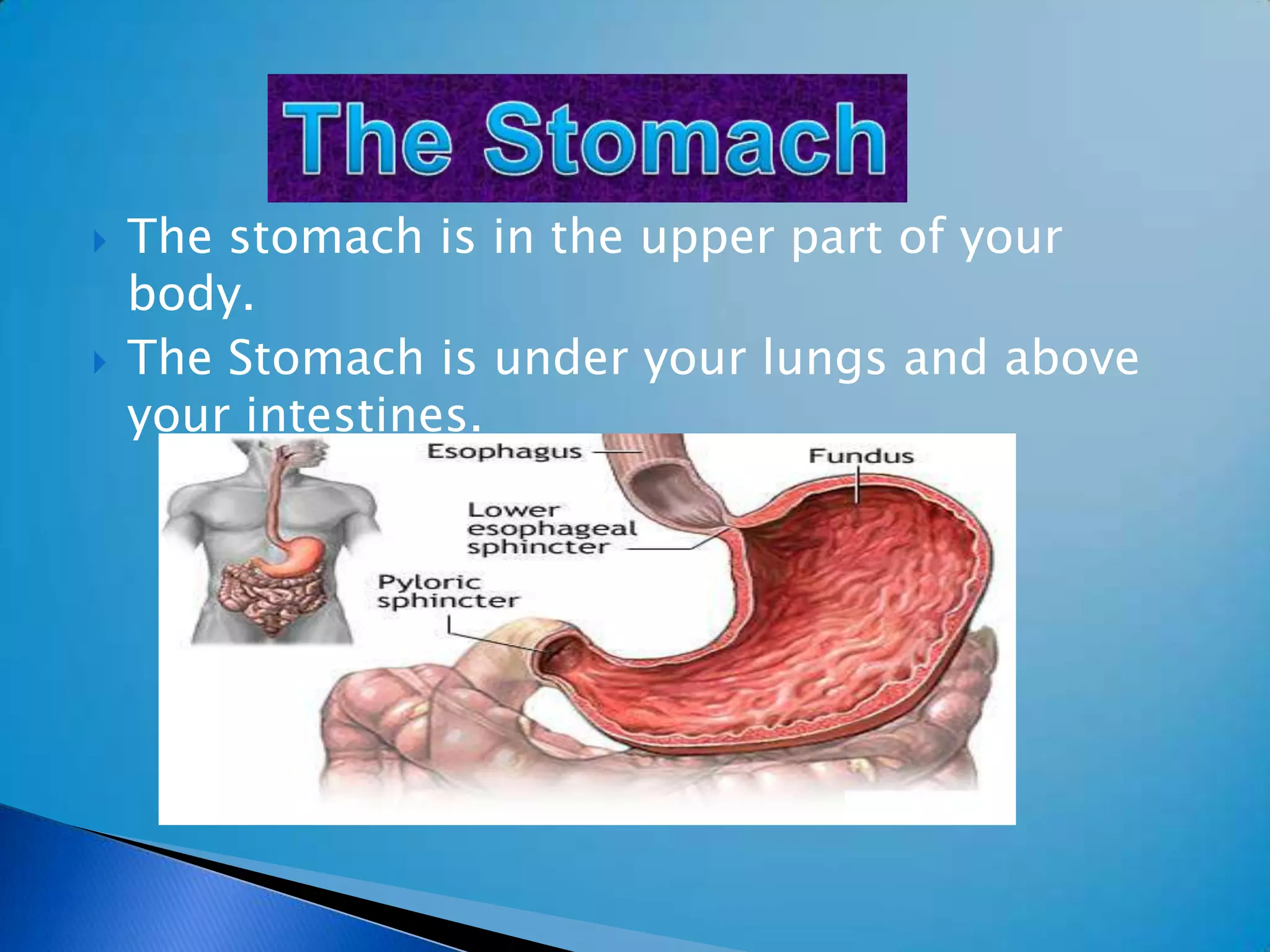 The stomach | PPSX