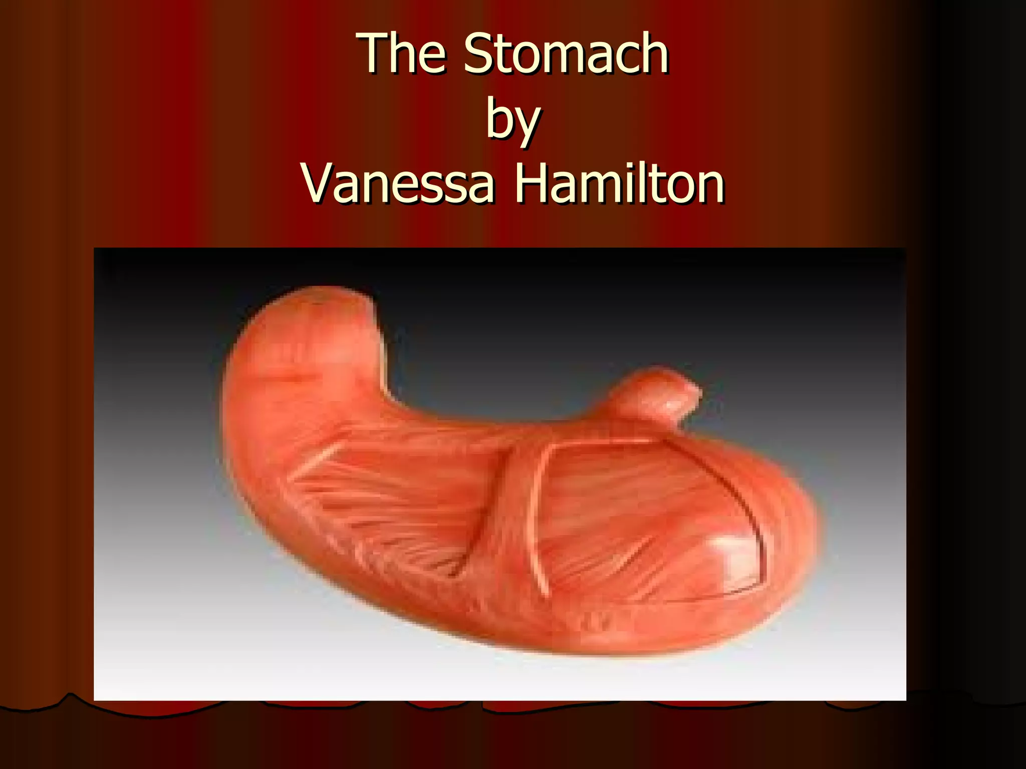 The Human stomach presentation | PPT
