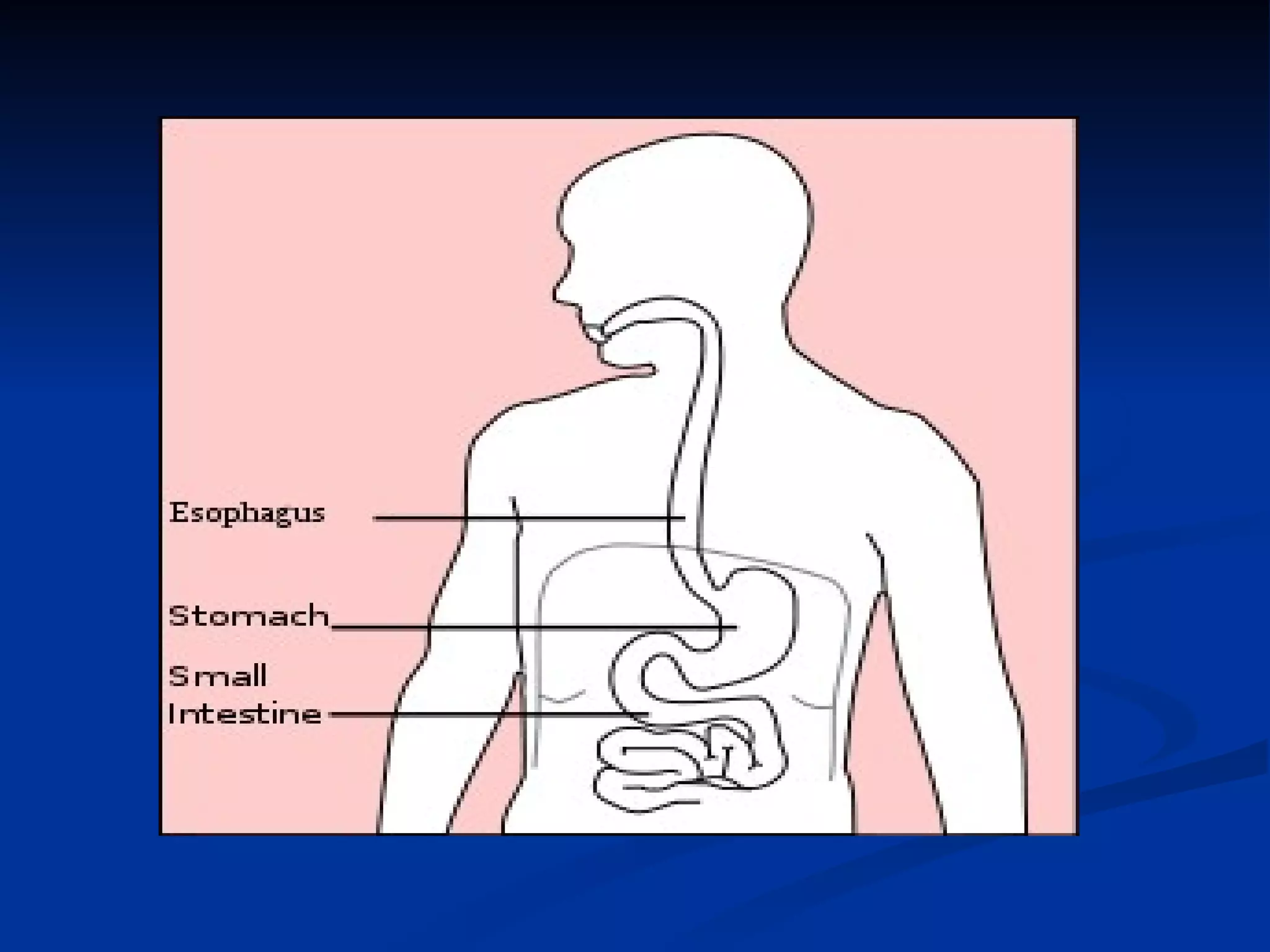 The Human stomach presentation | PPT