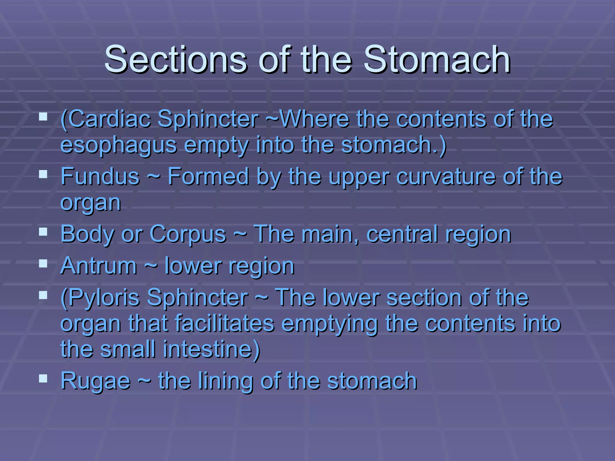 The Human stomach presentation | PPT