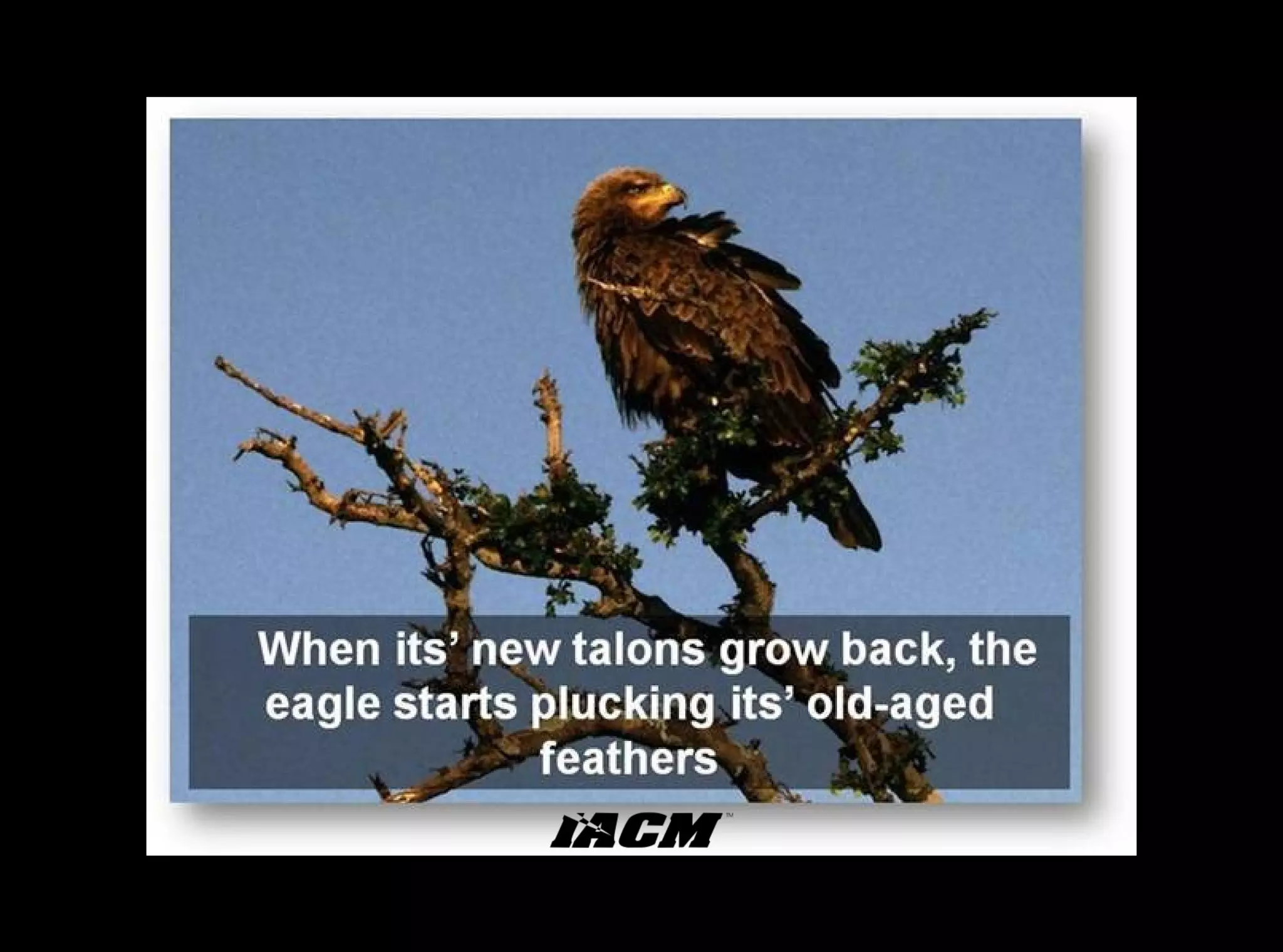The Story of an Eagle | PPT