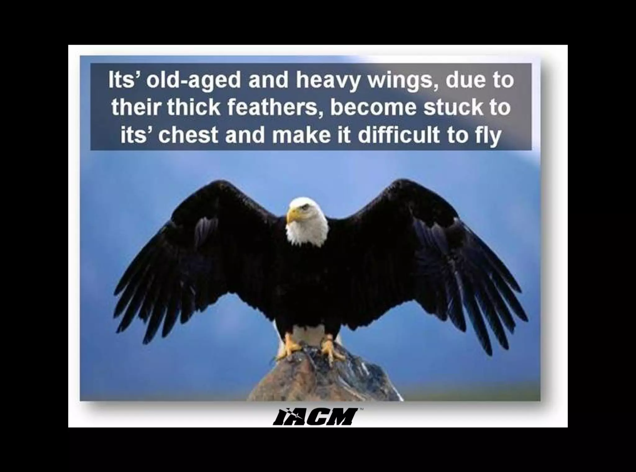 The Story of an Eagle | PPT