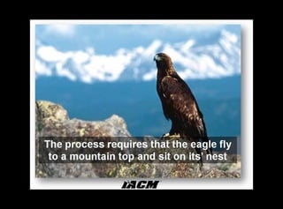 The Story of an Eagle | PPT
