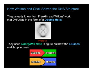 The story of DNA modified by Karobi Moitra | PDF