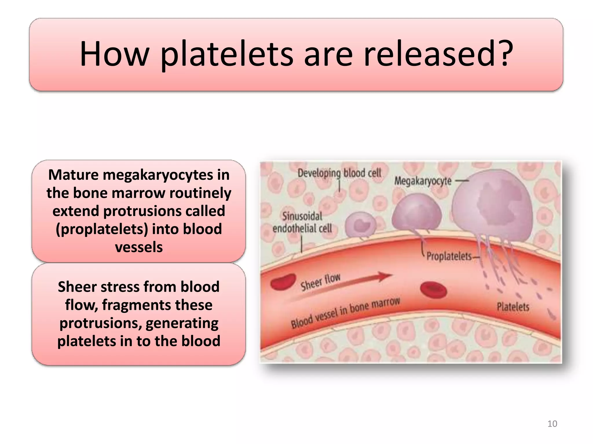 The Story of Platelets | PPT