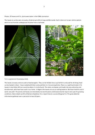 An illustrated story of Thaumatococcus daniellii (T.d.) | DOCX