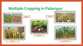 The story of village palampur | PPTX