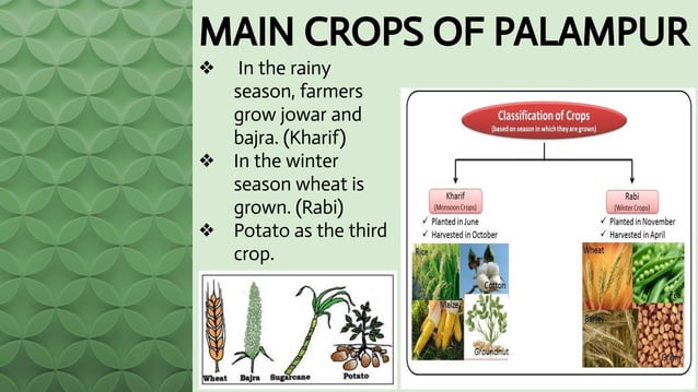 The Story Of Village Palampur | PDF | Agriculture | Industries
