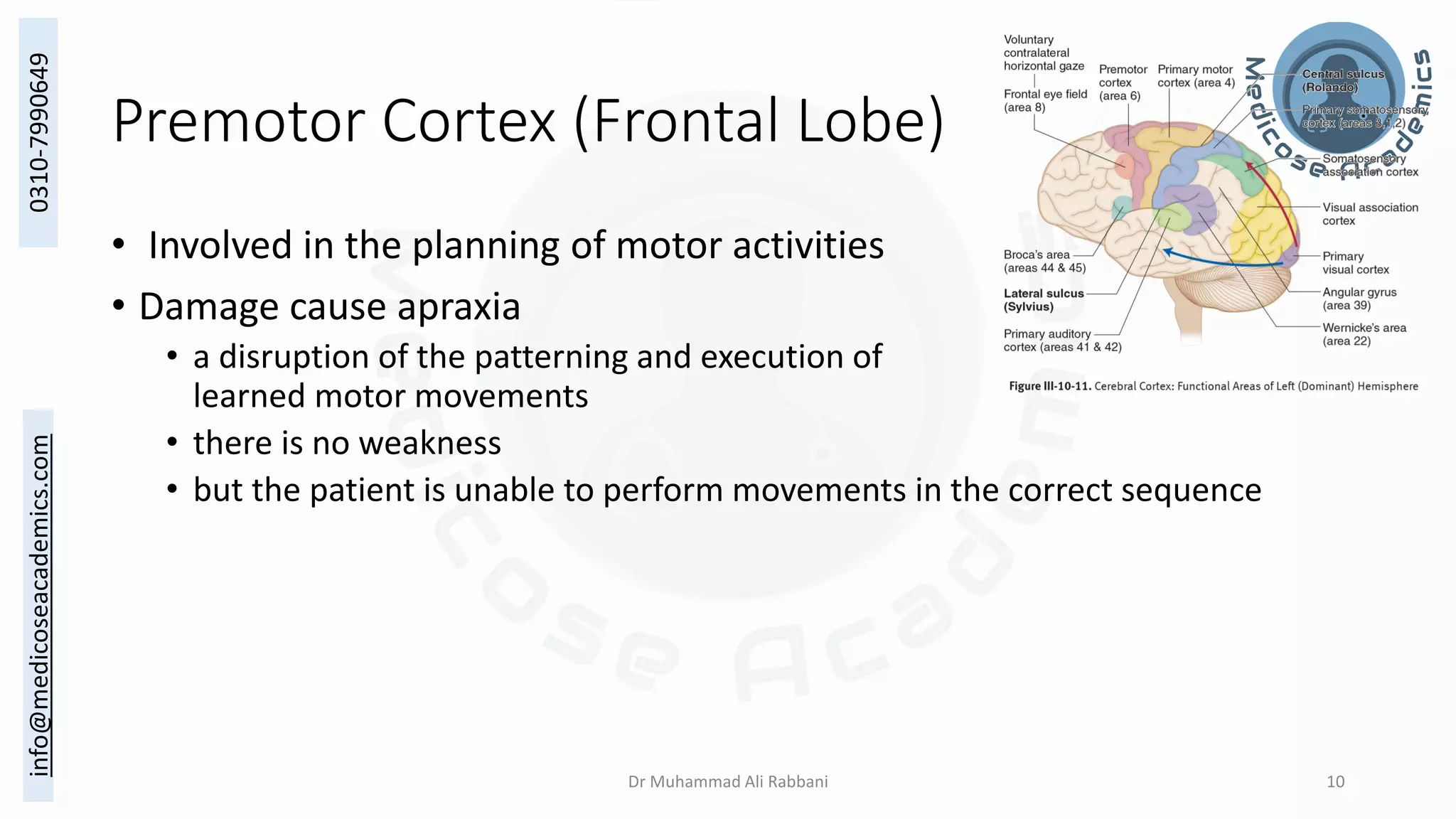 The Structural and Functional Localization of Cerebral Cortex | PDF