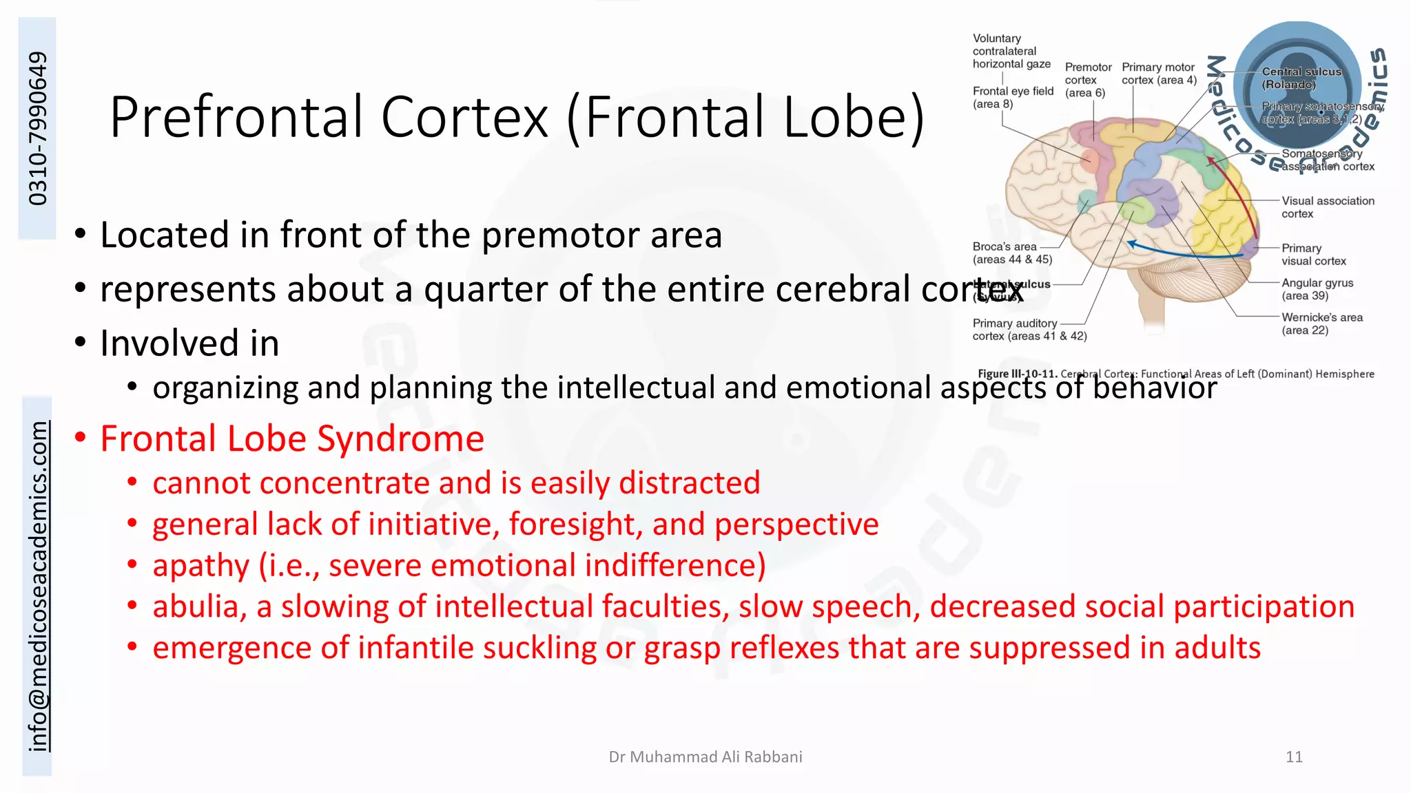 The Structural And Functional Localization Of Cerebral Cortex Pdf