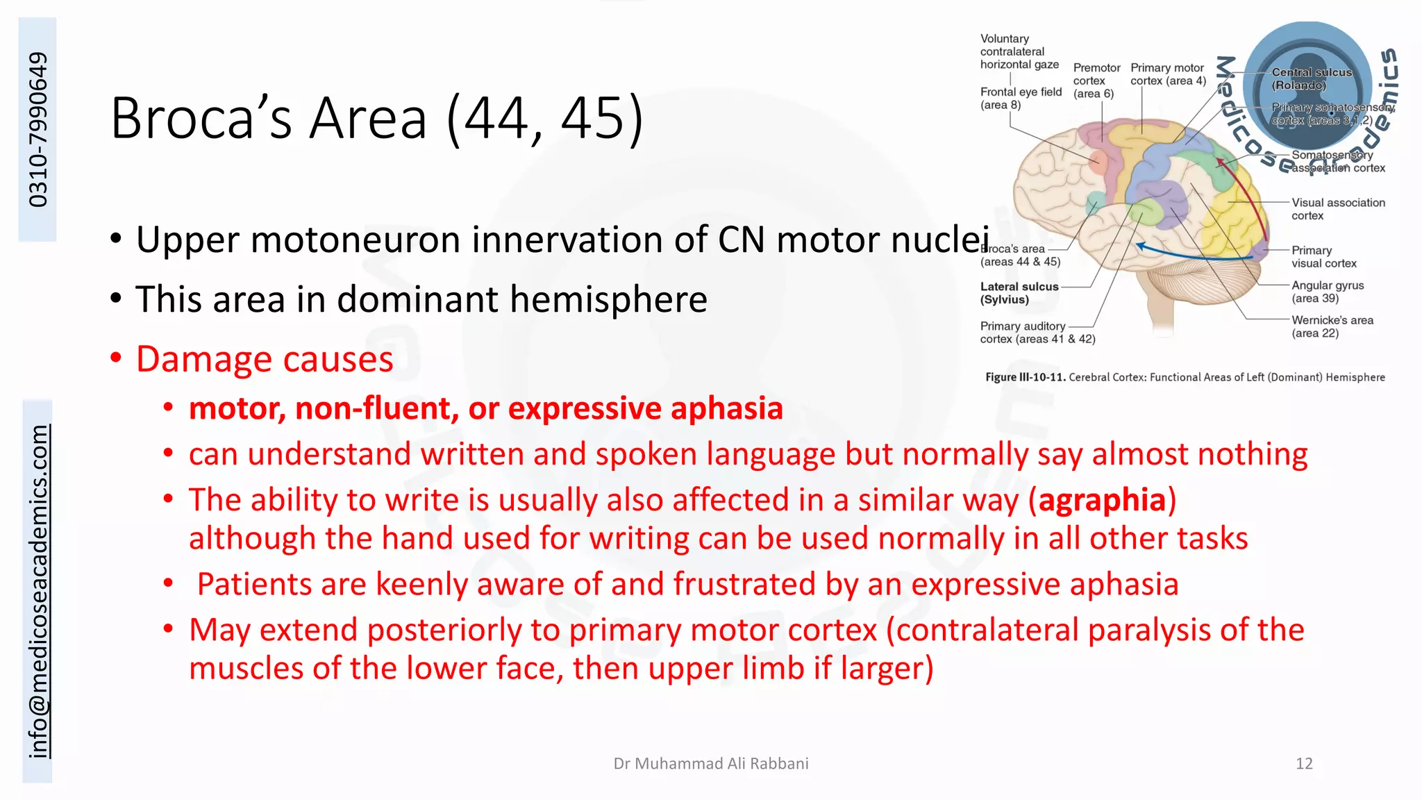 The Structural and Functional Localization of Cerebral Cortex | PDF