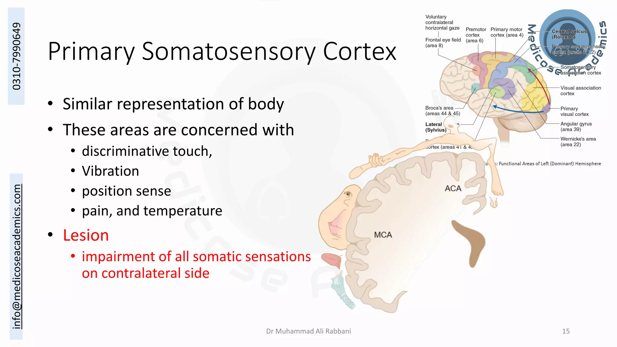 The Structural and Functional Localization of Cerebral Cortex | PDF