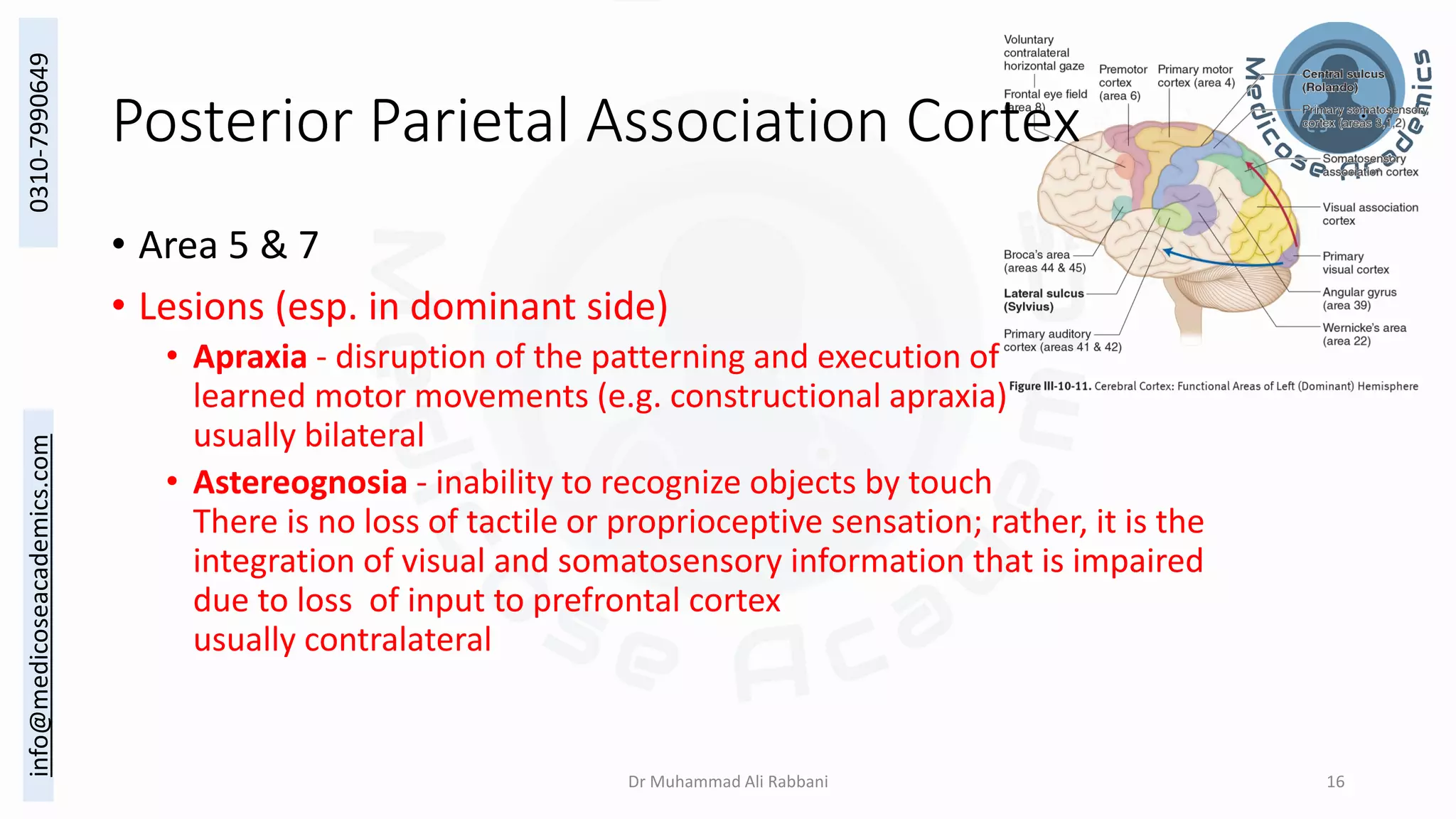 The Structural And Functional Localization Of Cerebral Cortex Pdf