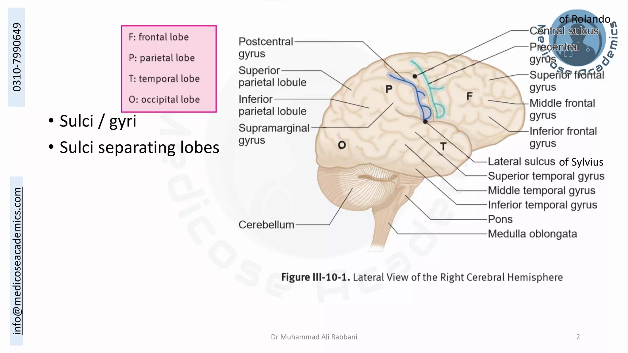 The Structural and Functional Localization of Cerebral Cortex | PDF