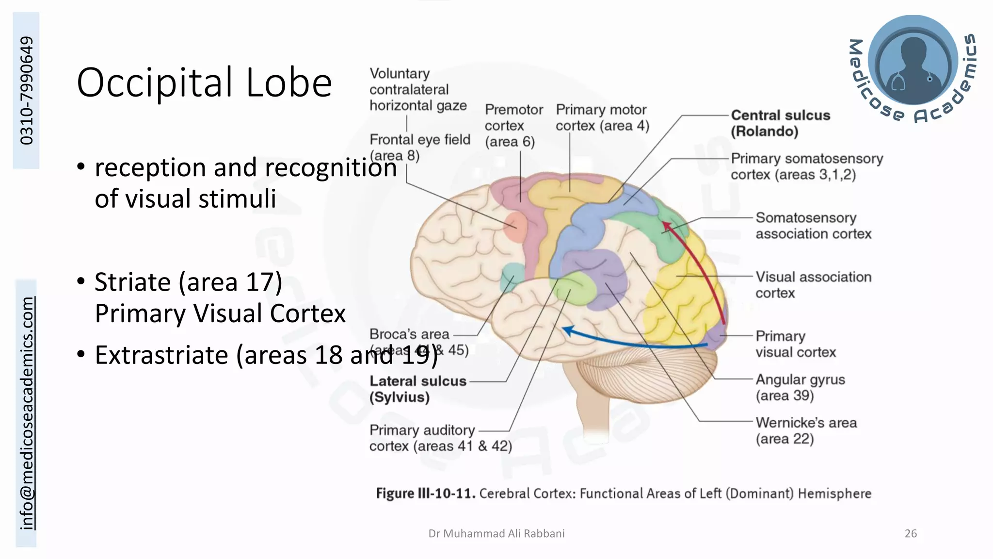 The Structural and Functional Localization of Cerebral Cortex | PDF