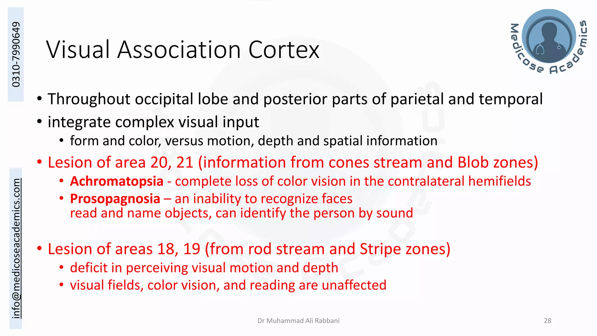 The Structural and Functional Localization of Cerebral Cortex | PDF