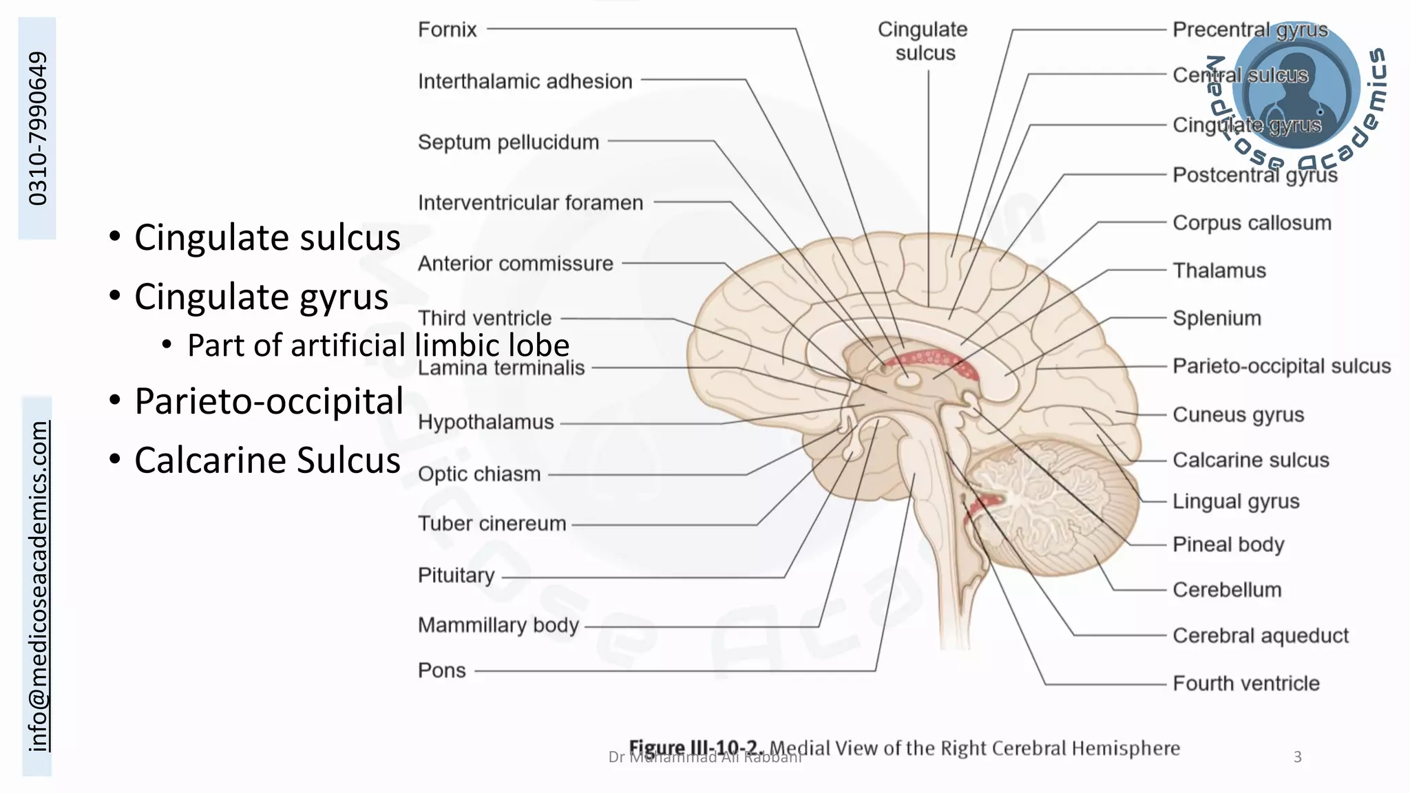 The Structural and Functional Localization of Cerebral Cortex | PDF