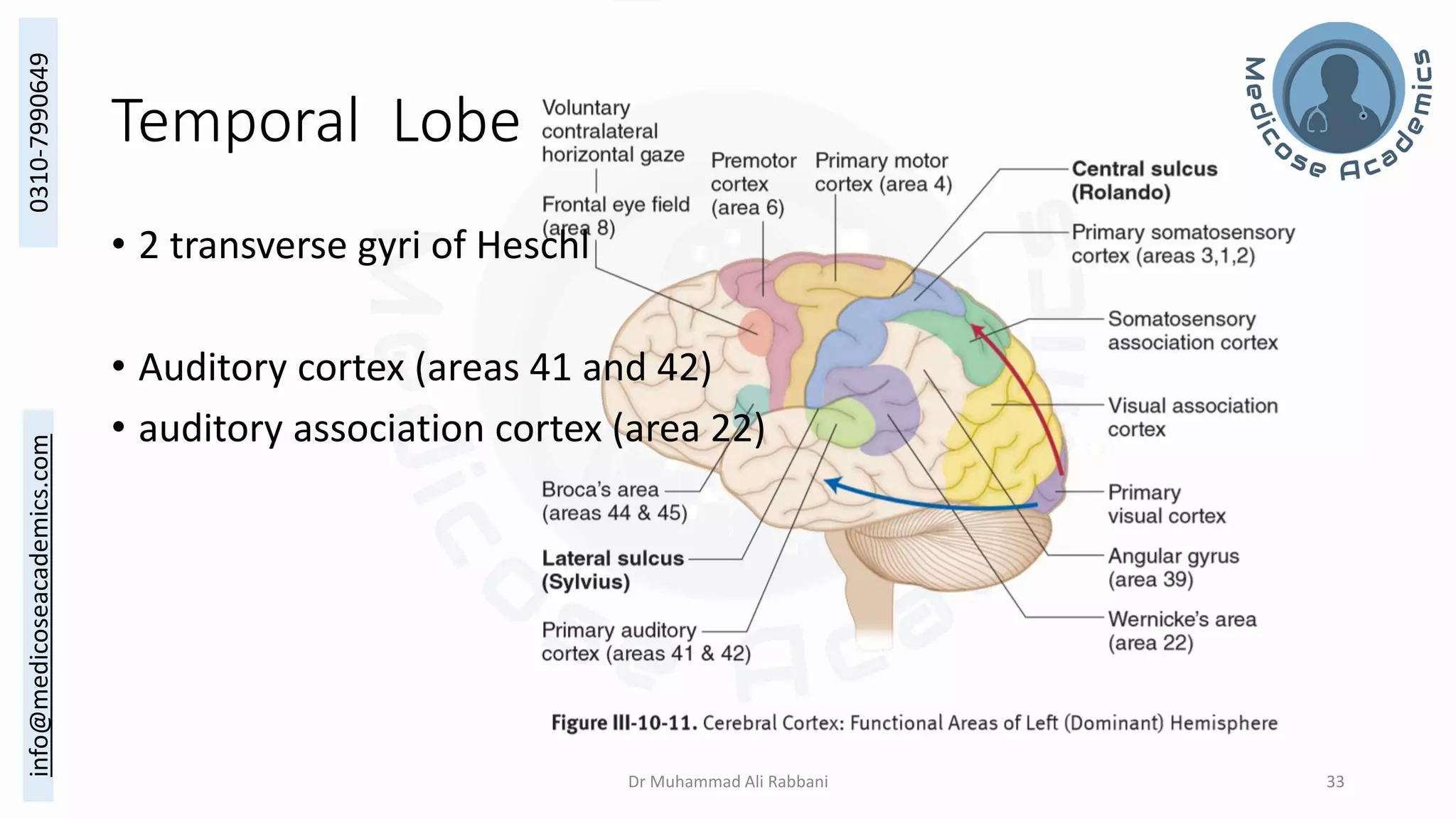The Structural and Functional Localization of Cerebral Cortex | PDF