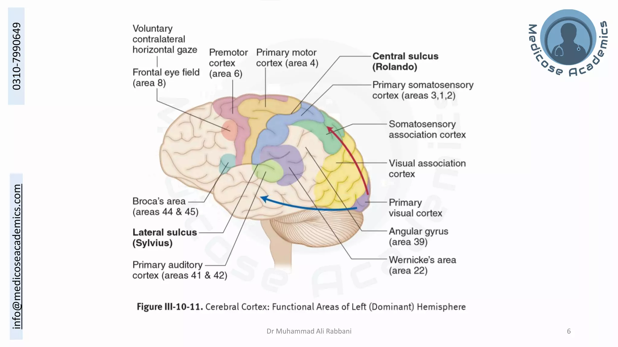 The Structural and Functional Localization of Cerebral Cortex | PDF