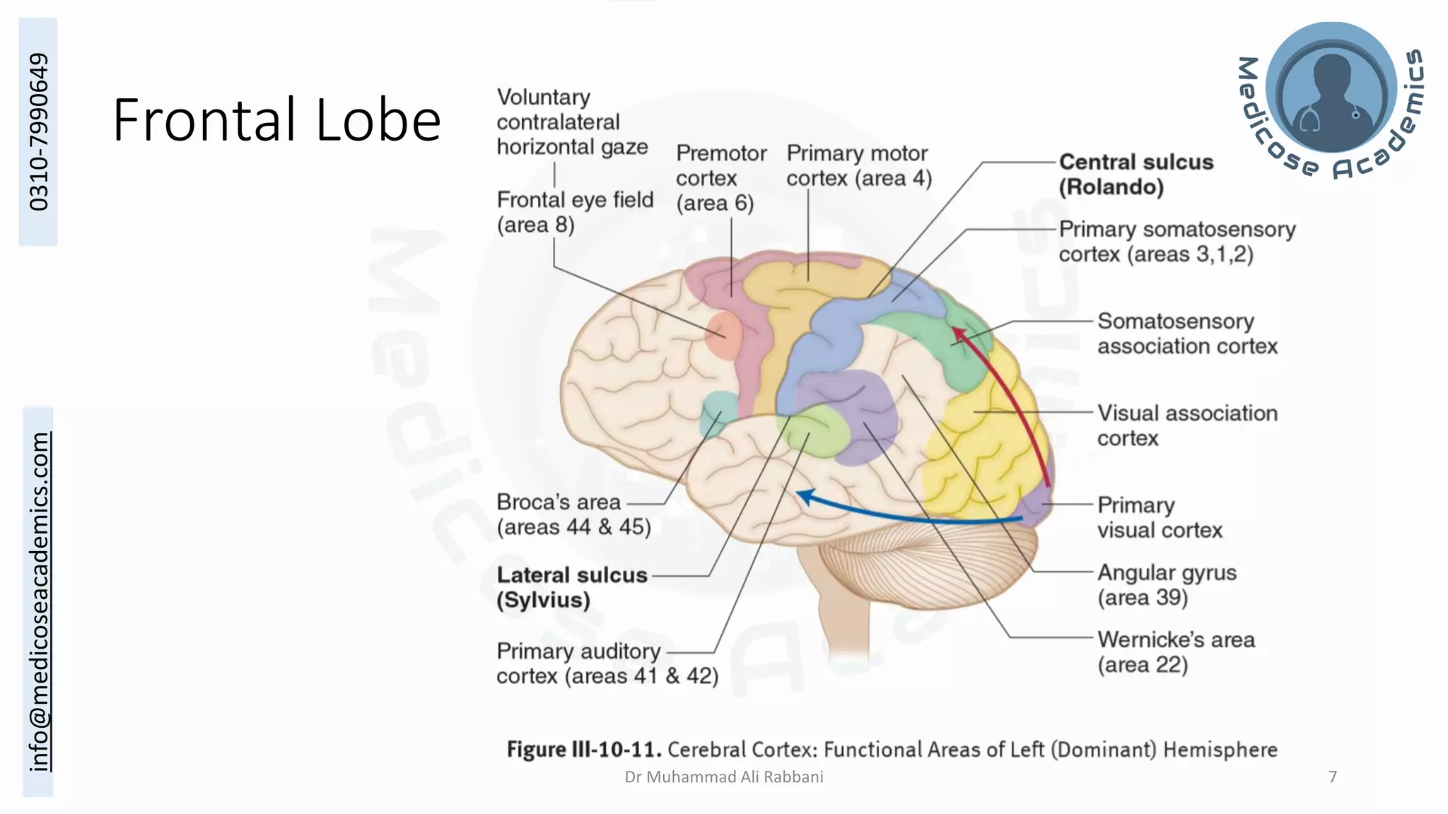 The Structural And Functional Localization Of Cerebral Cortex Pdf