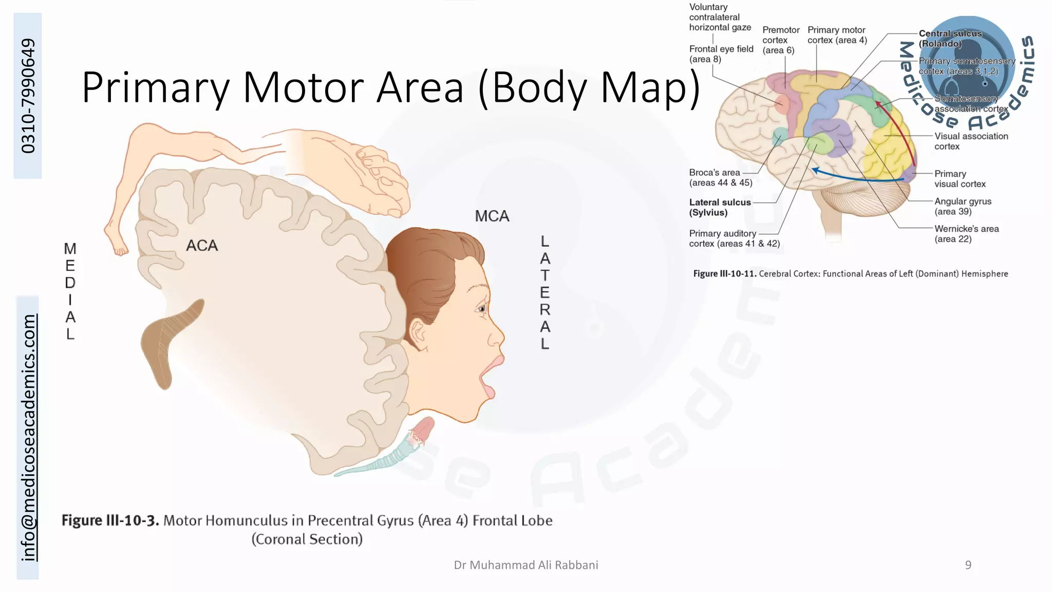 The Structural And Functional Localization Of Cerebral Cortex Pdf