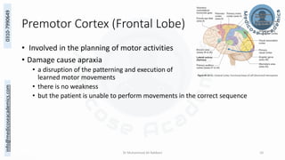 The Structural and Functional Localization of Cerebral Cortex | PDF