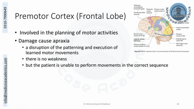 The Structural And Functional Localization Of Cerebral Cortex Pdf