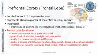 The Structural and Functional Localization of Cerebral Cortex | PDF