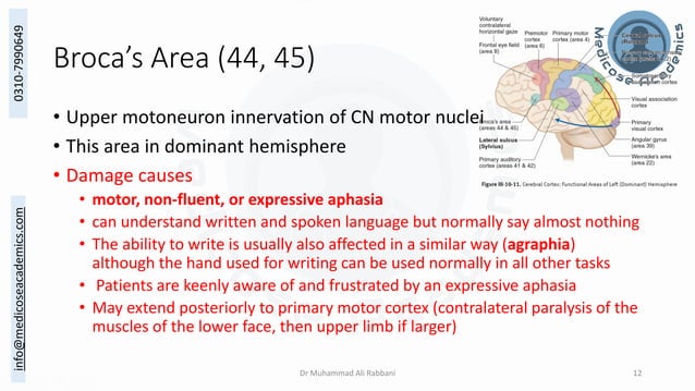 The Structural and Functional Localization of Cerebral Cortex | PDF ...