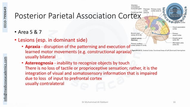 The Structural and Functional Localization of Cerebral Cortex | PDF ...