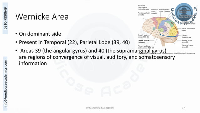 The Structural And Functional Localization Of Cerebral Cortex Pdf
