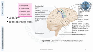 The Structural and Functional Localization of Cerebral Cortex | PDF