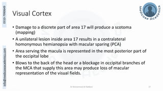 The Structural and Functional Localization of Cerebral Cortex | PDF