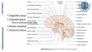 The Structural and Functional Localization of Cerebral Cortex | PDF