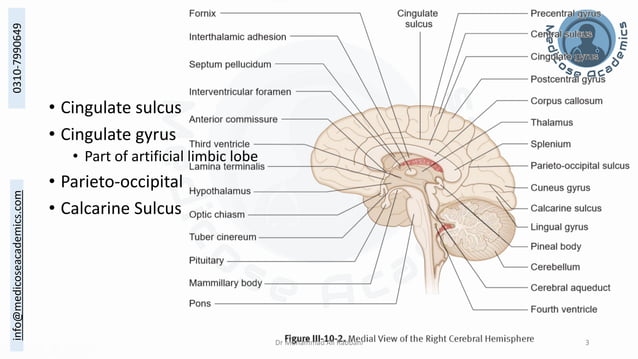 The Structural And Functional Localization Of Cerebral Cortex Pdf