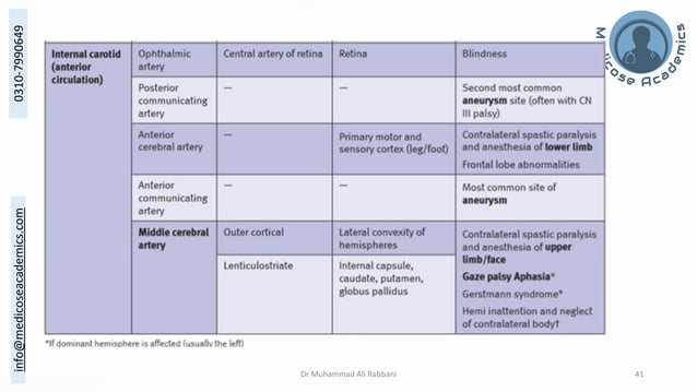 The Structural And Functional Localization Of Cerebral Cortex Pdf