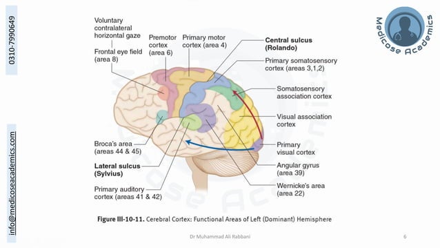 The Structural And Functional Localization Of Cerebral Cortex Pdf