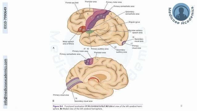 The Structural and Functional Localization of Cerebral Cortex | PDF | Brain and Nervous System ...