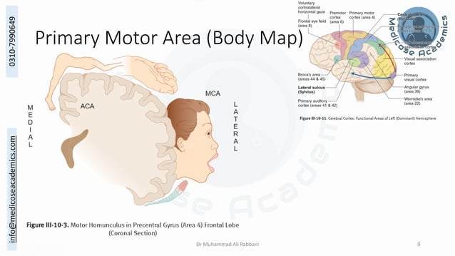 The Structural And Functional Localization Of Cerebral Cortex Pdf