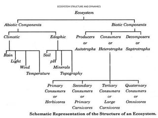 THE STRUCTURE AND ARCHITECTURE OF THE ECOSYSTEM, DIVERSITY AND PRODUCTION RELATIONSHIPS.pptx