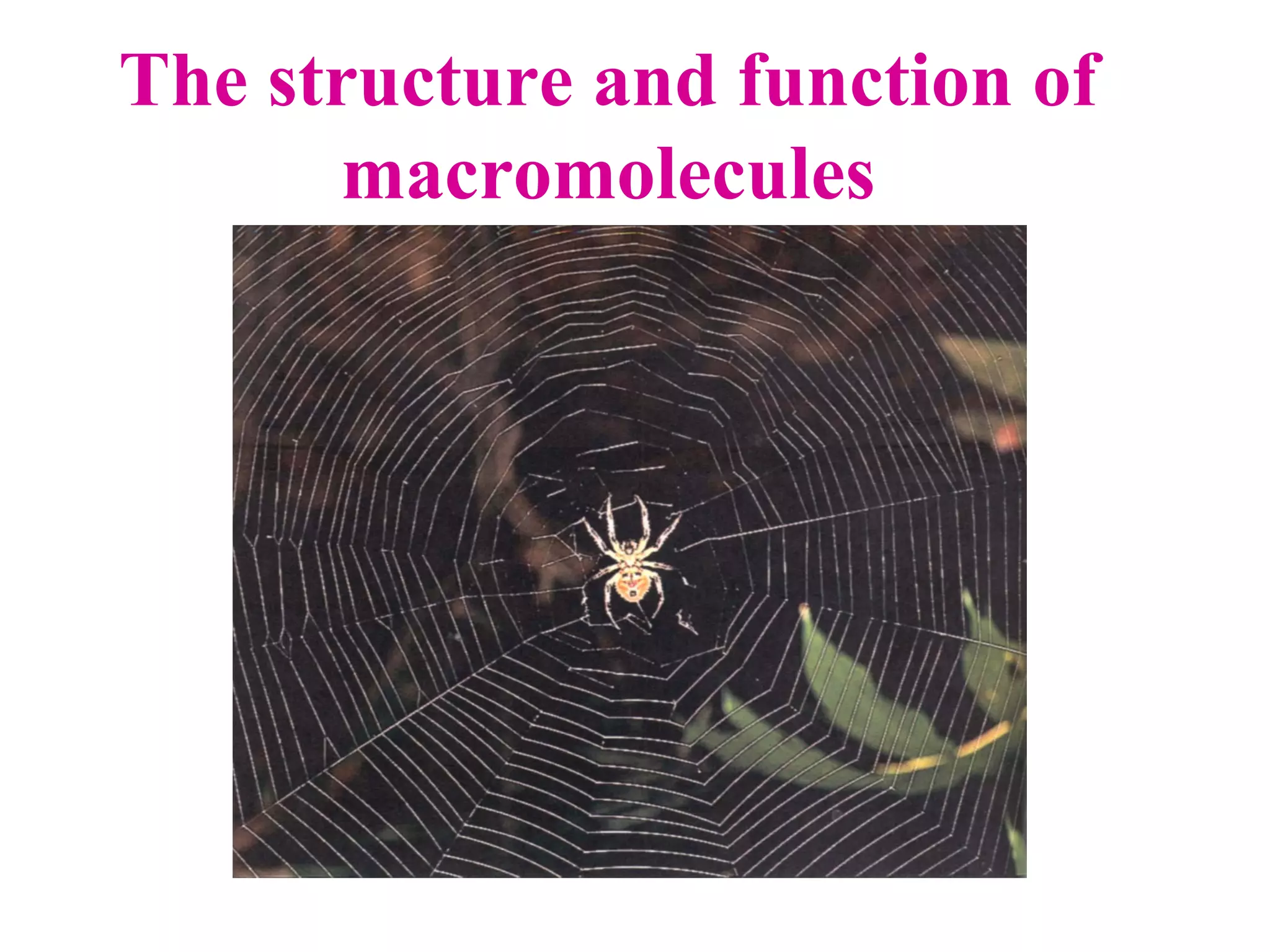 The structure and function of macromolecules | PPT