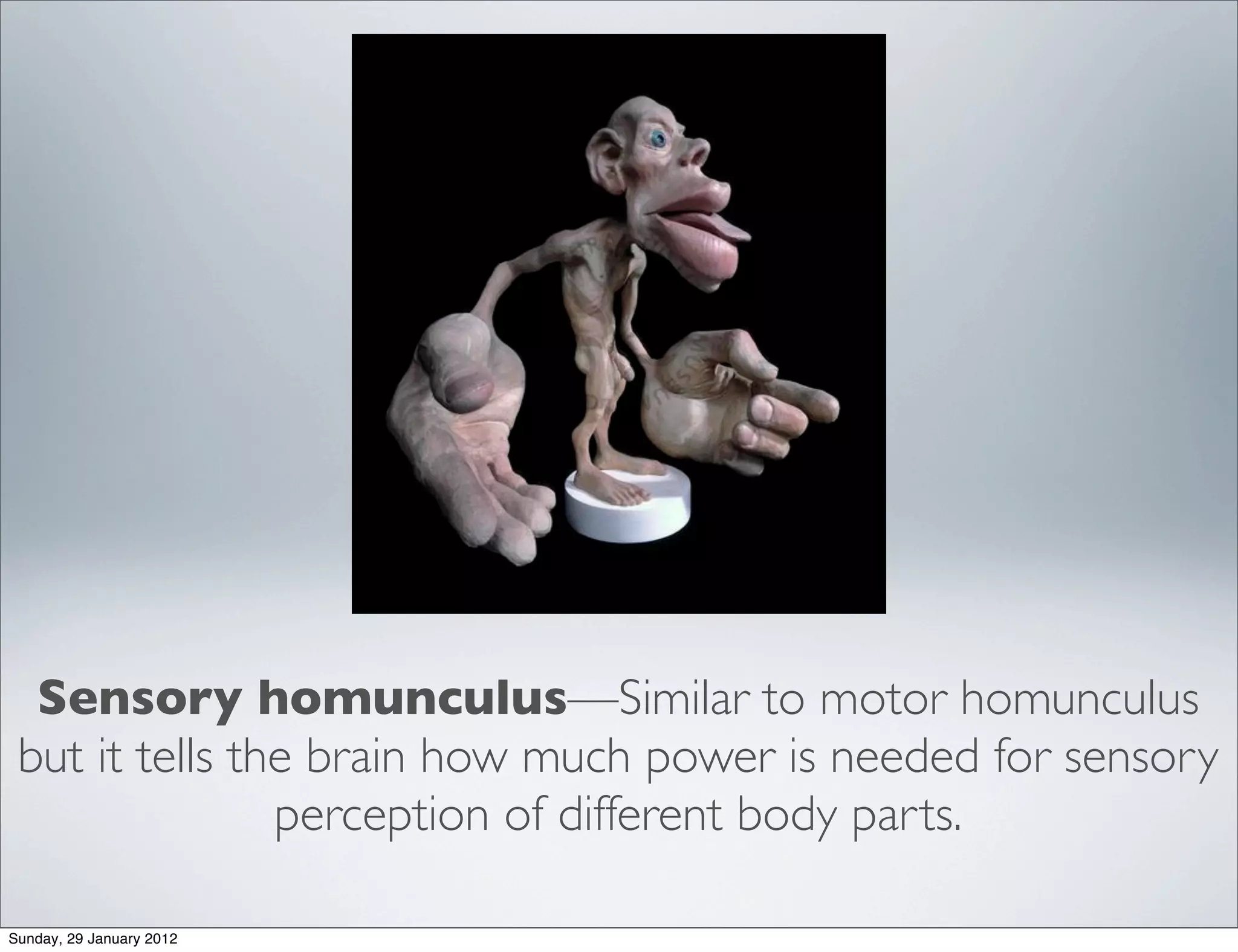 The structure and function of the brain | PDF