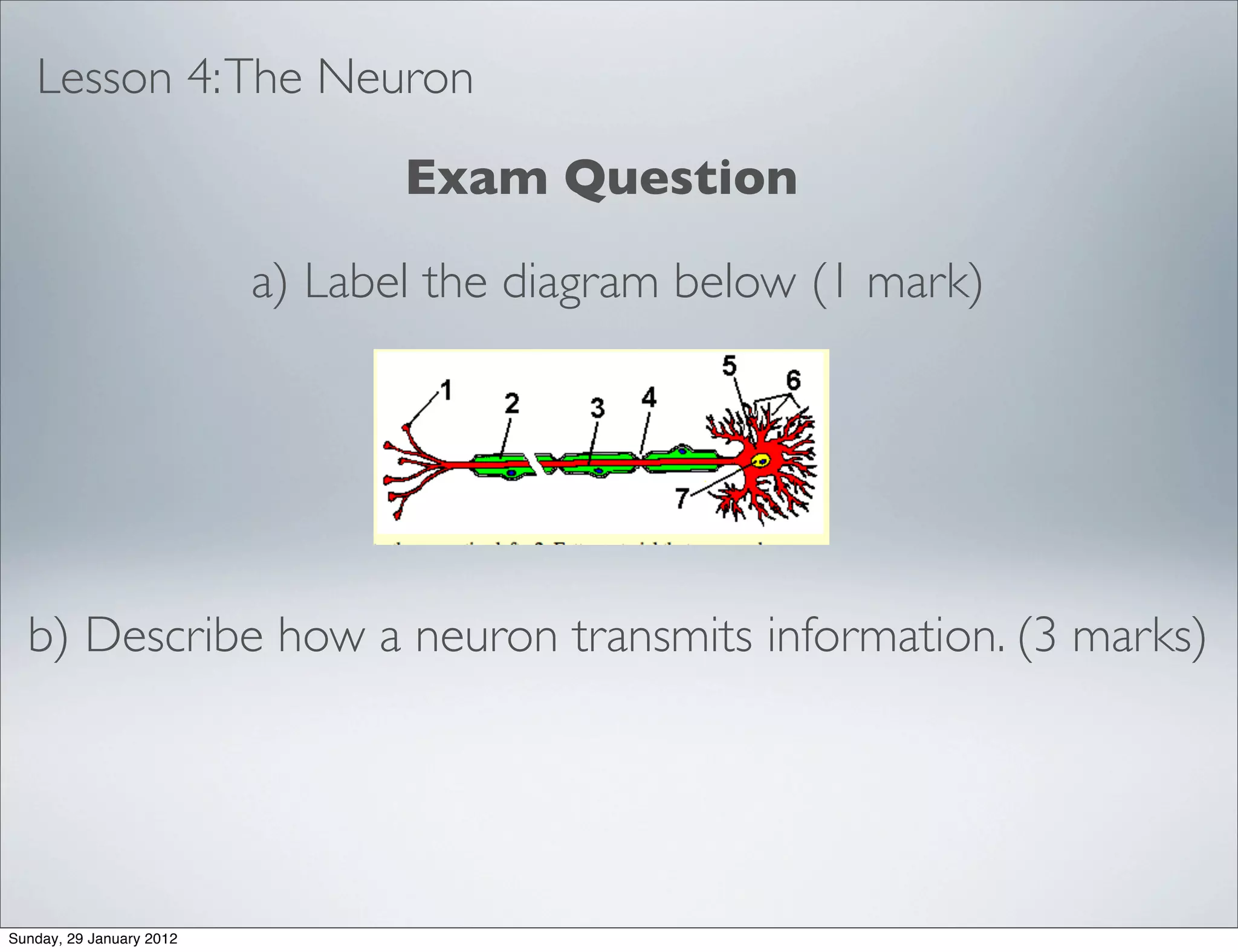 The structure and function of the brain | PDF