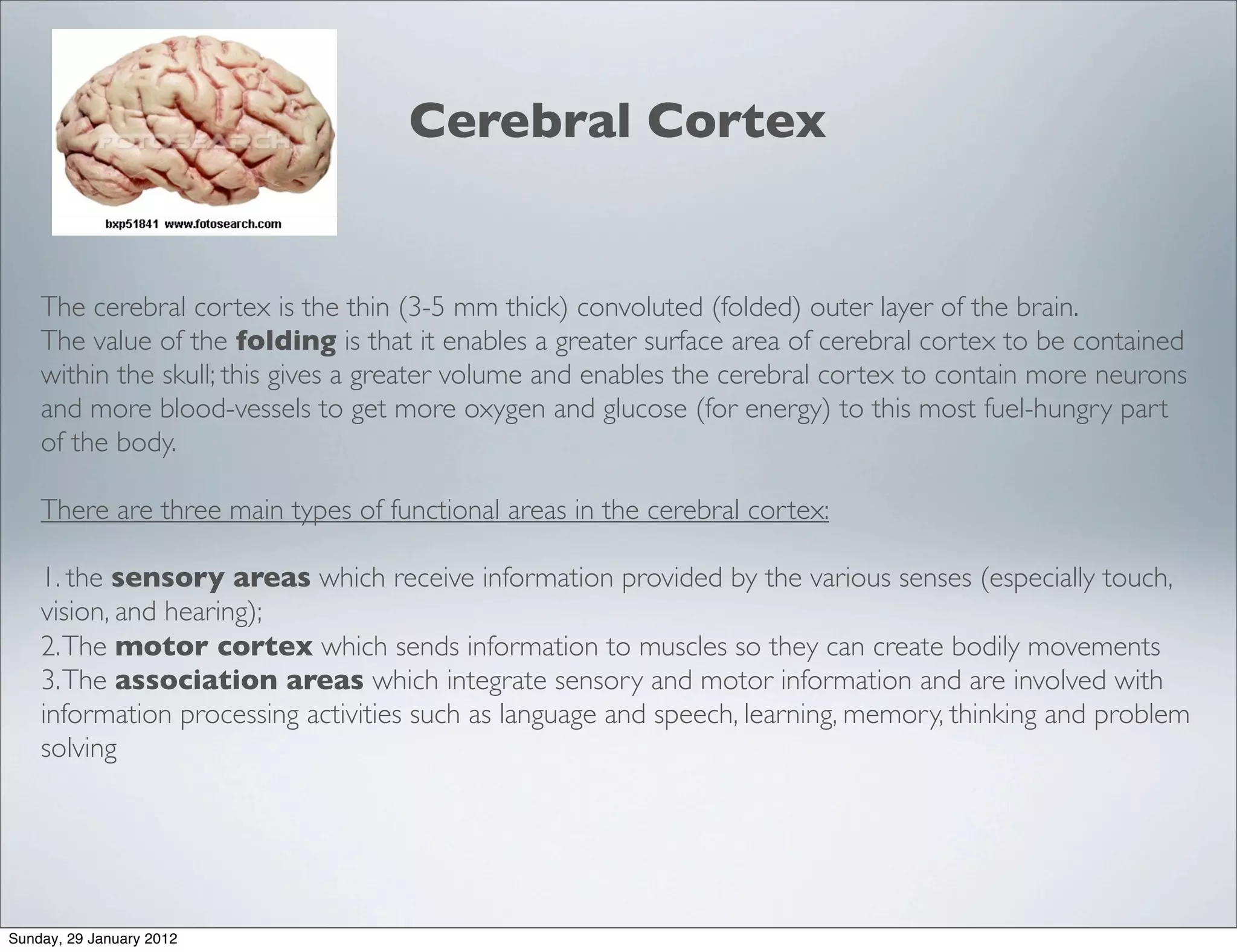 The structure and function of the brain | PDF