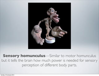 The structure and function of the brain | PDF