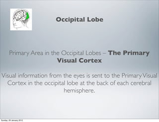 The structure and function of the brain | PDF